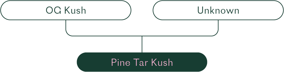 Pine Tar Kush — Pure Sunfarms
