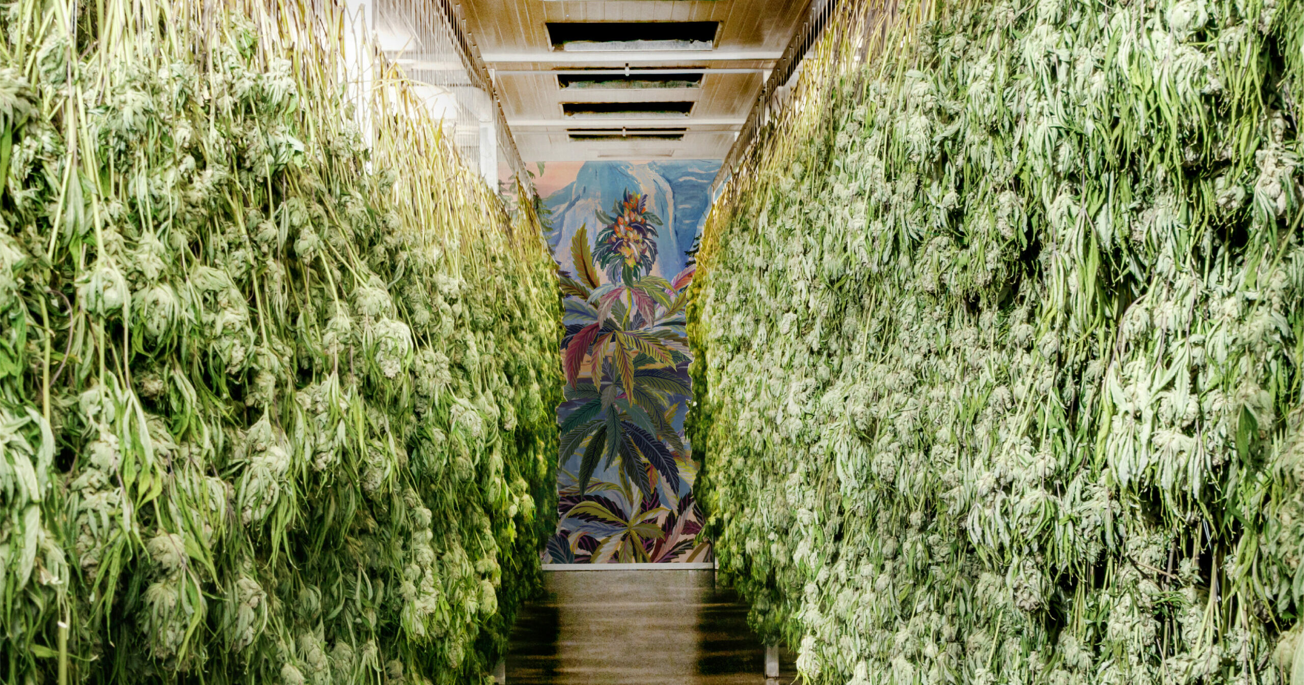 Pure Sunfarms First Licensed Producer To Adopt Hang Dry At Scale Pure Pure Sunfarms First Licensed Producer To Adopt Hang Dry At Scale Pure