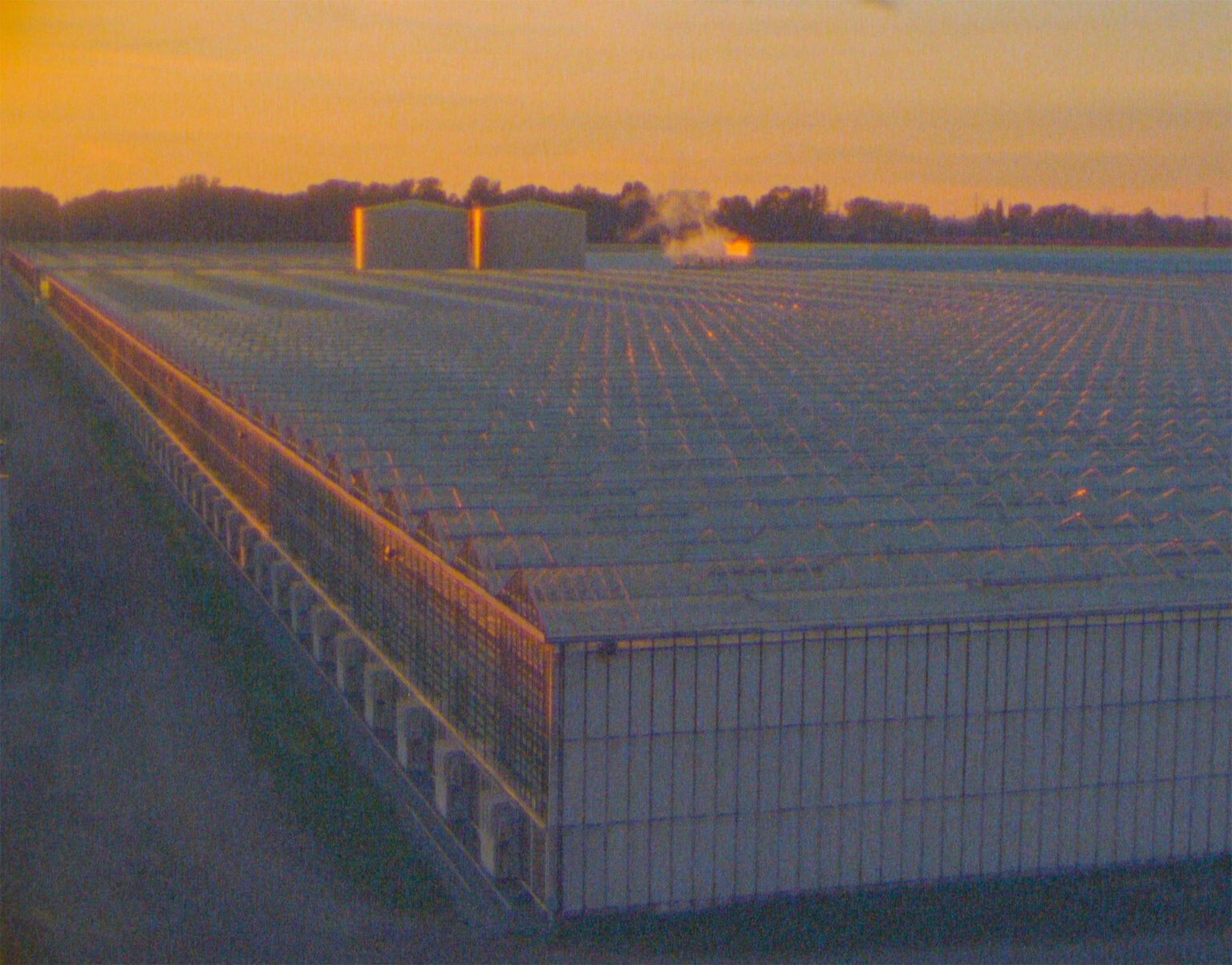 Pure Sunfarms: The secret behind the success, unveiled — Pure Sunfarms