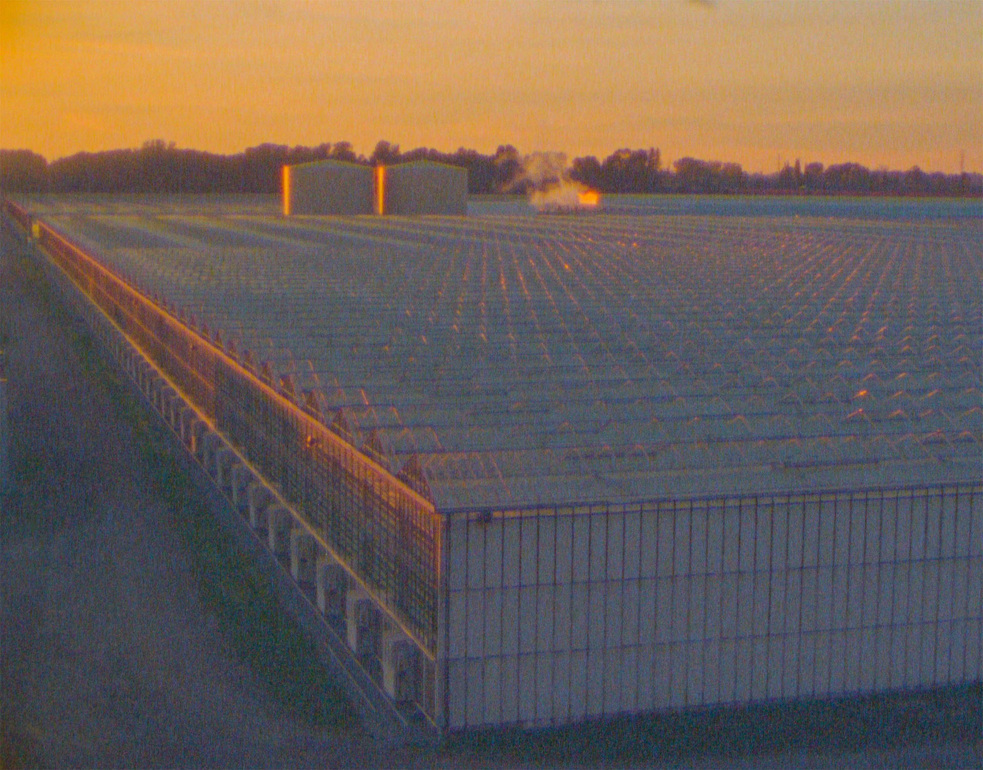 Pure Sunfarms: The secret behind the success, unveiled — Pure Sunfarms