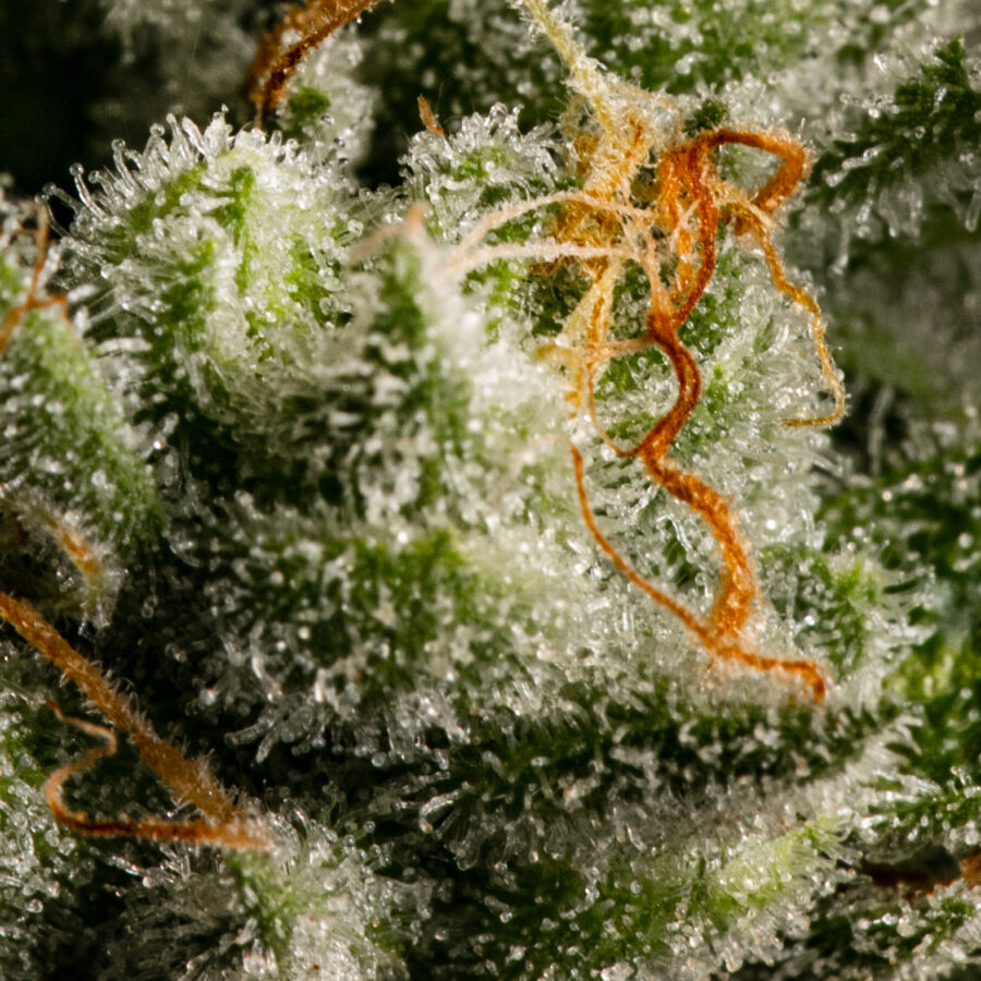 Cannabis in High Definition — Pure Sunfarms