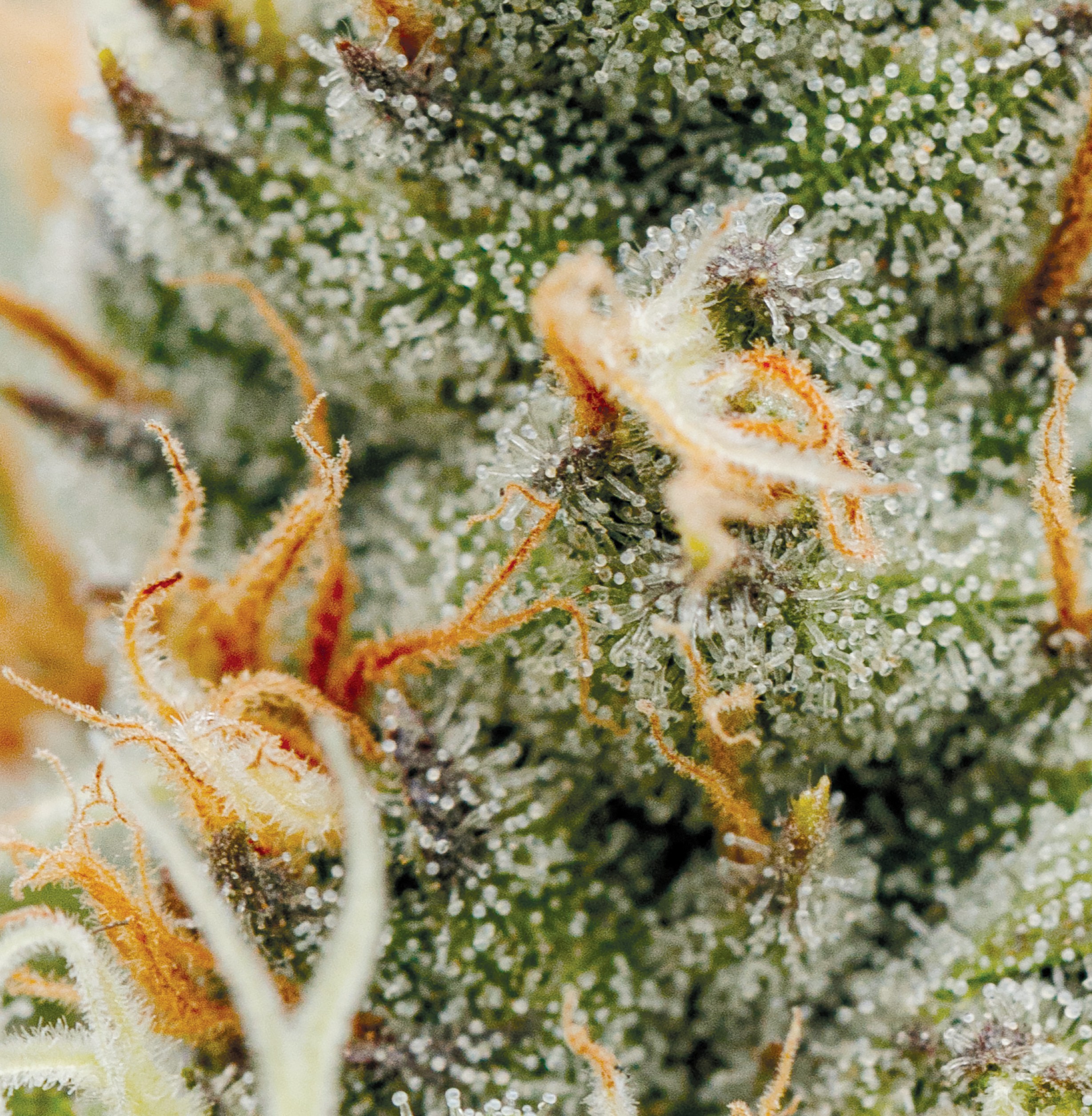 Pure Sunfarms