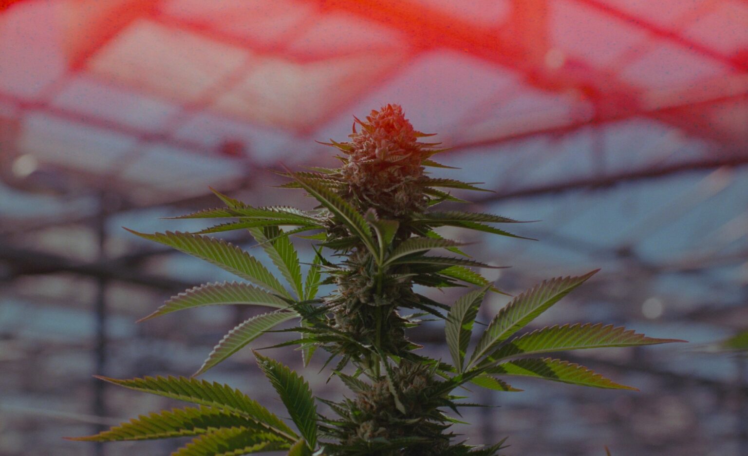 Pure Sunfarms