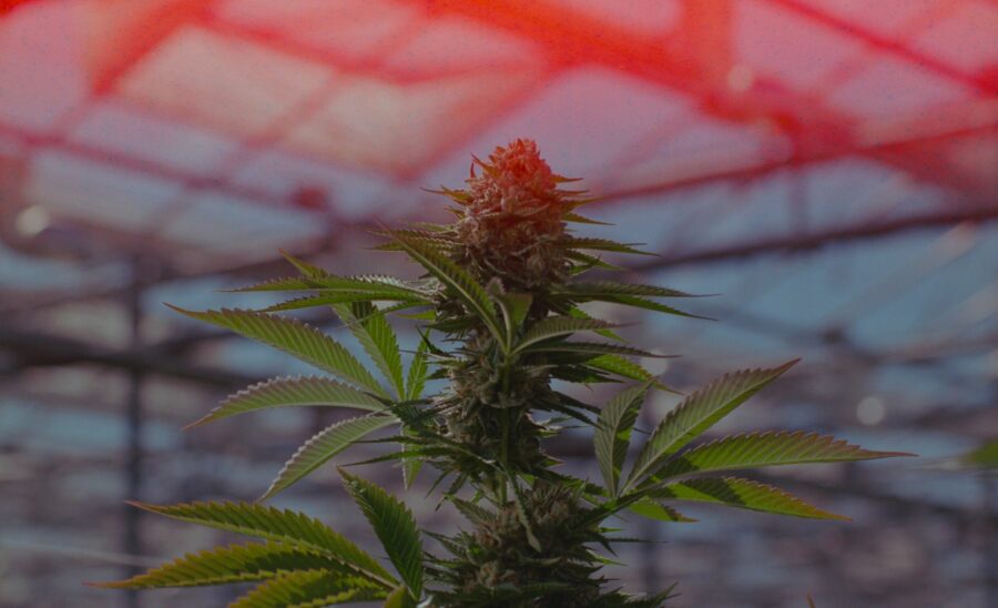 Pure Sunfarms
